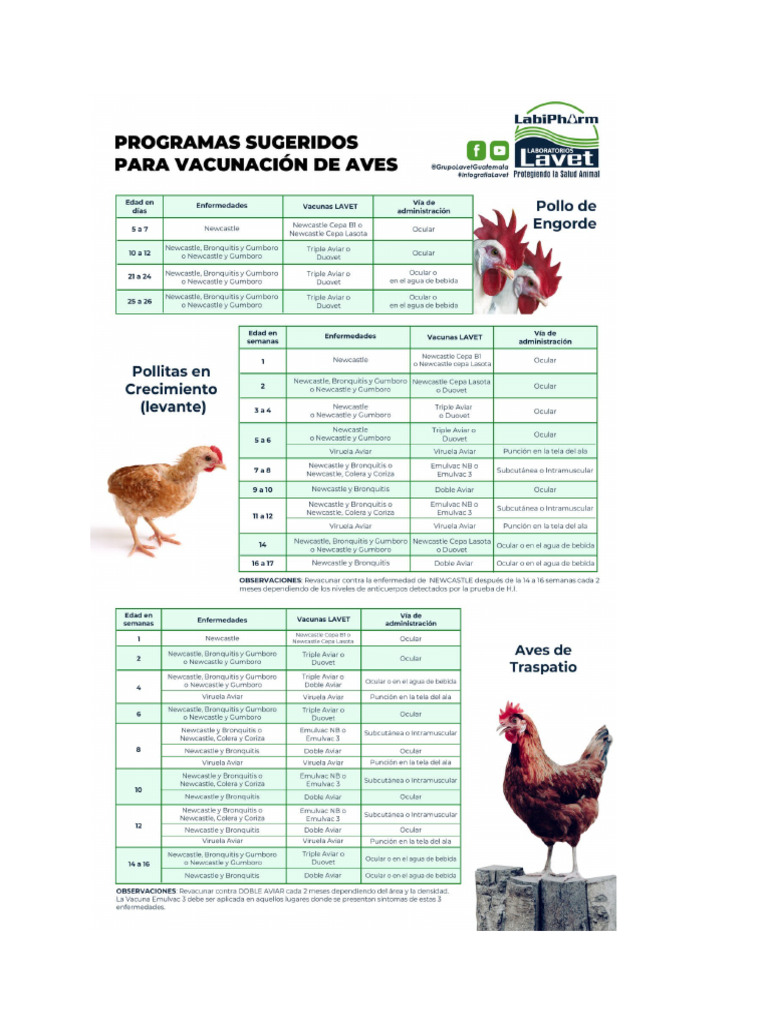 Programa de Vacunacion Aves | PDF