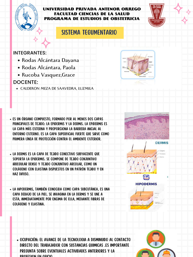S.istema Tegumentario | PDF | Sistema tegumentario | Piel