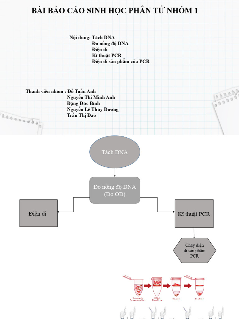 SHPT Nhóm 1 | PDF