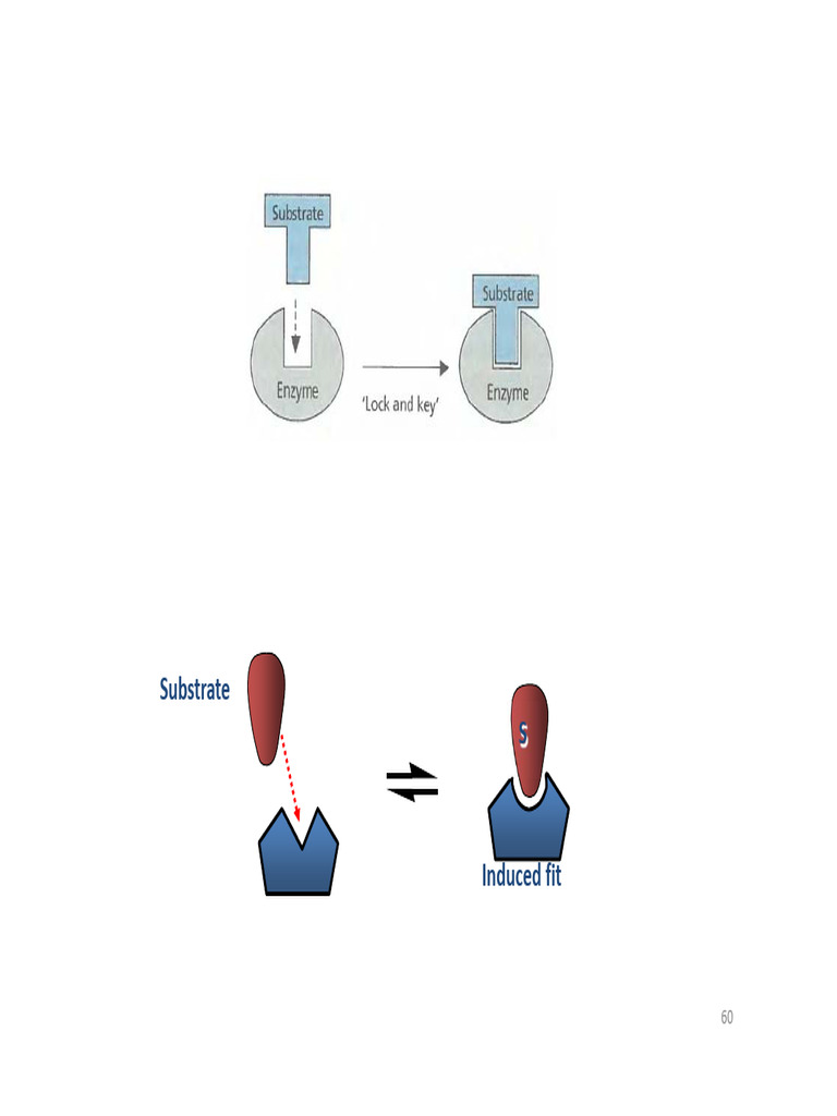 Substrate S | PDF | Enzyme Inhibitor | Active Site