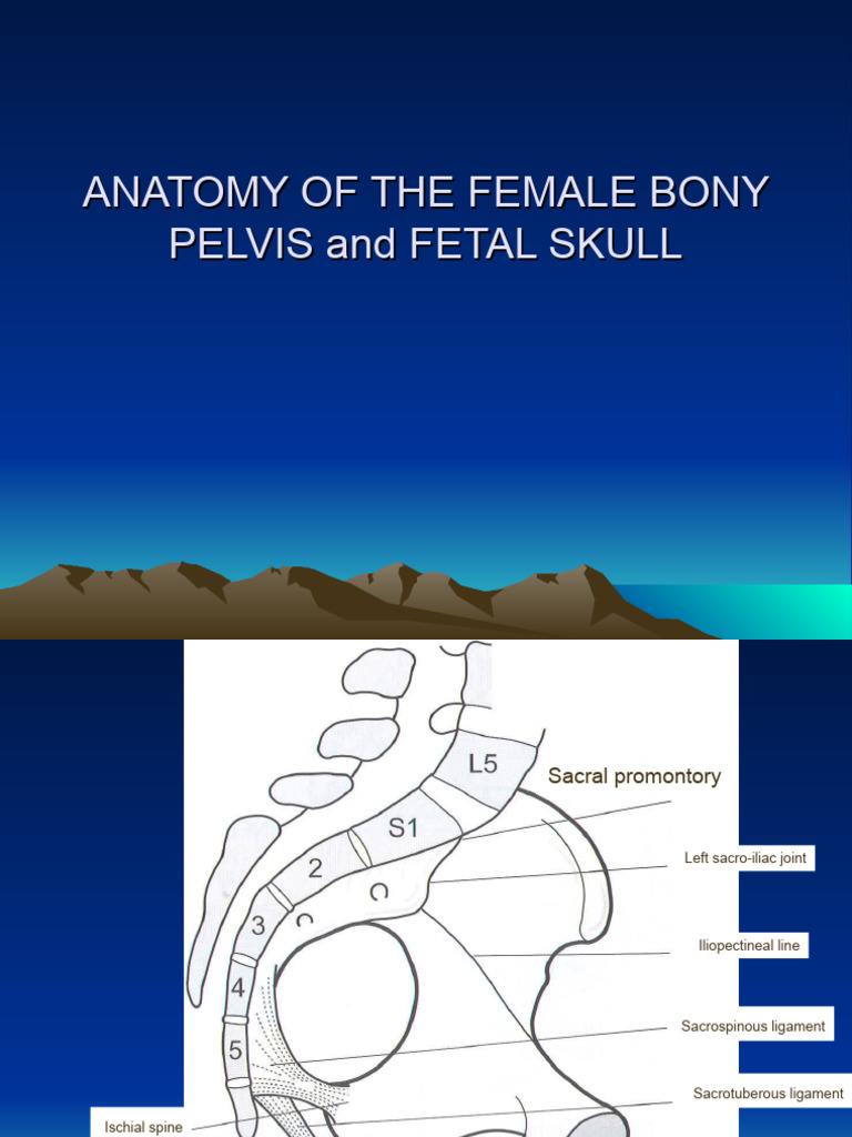 3.. Anatomy of The Female Pelvis and Fetal-1 | PDF | Pelvis ...