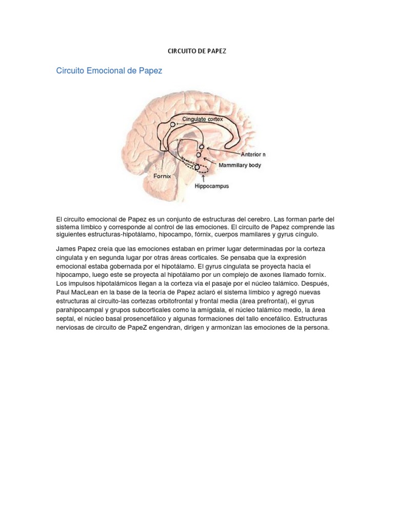 Circuito de Papez | Neurobiología | Biología