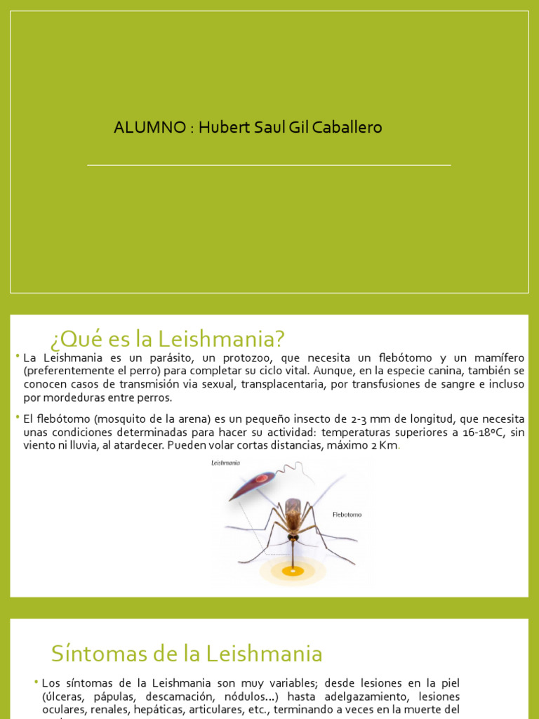 Leishmania | PDF | Especialidades Medicas | Medicina CLINICA
