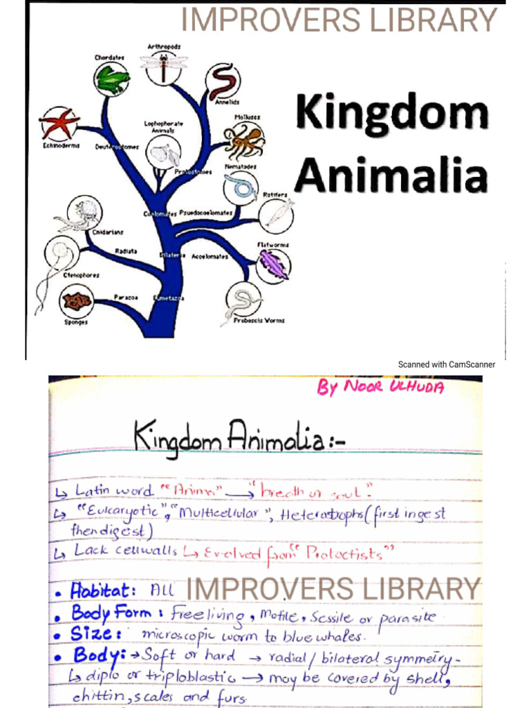 KINGDOM ANIMALIA (Noor) | PDF