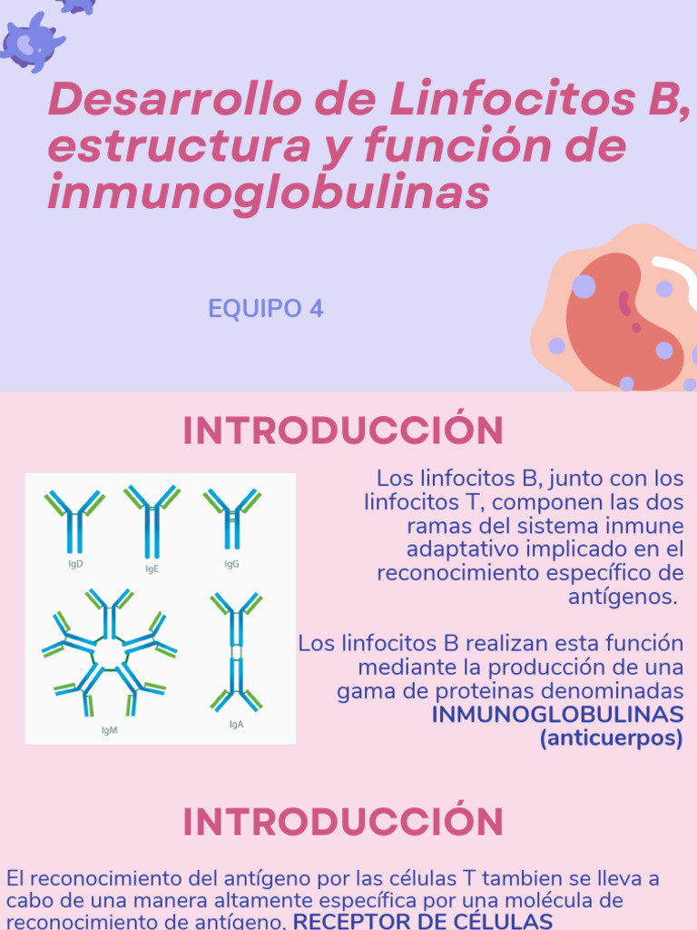 Linfocitos B | PDF | Anticuerpo | Linfocitos