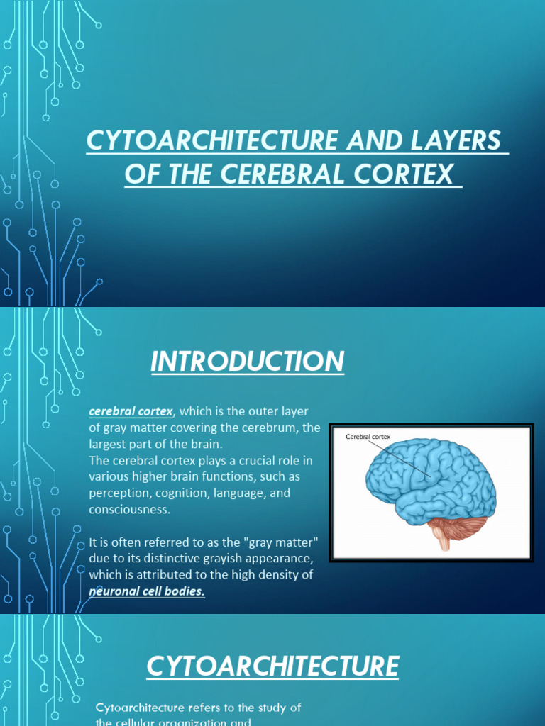 Peer Tutorial - 4 | PDF | Cerebral Cortex | Pyramidal Cell