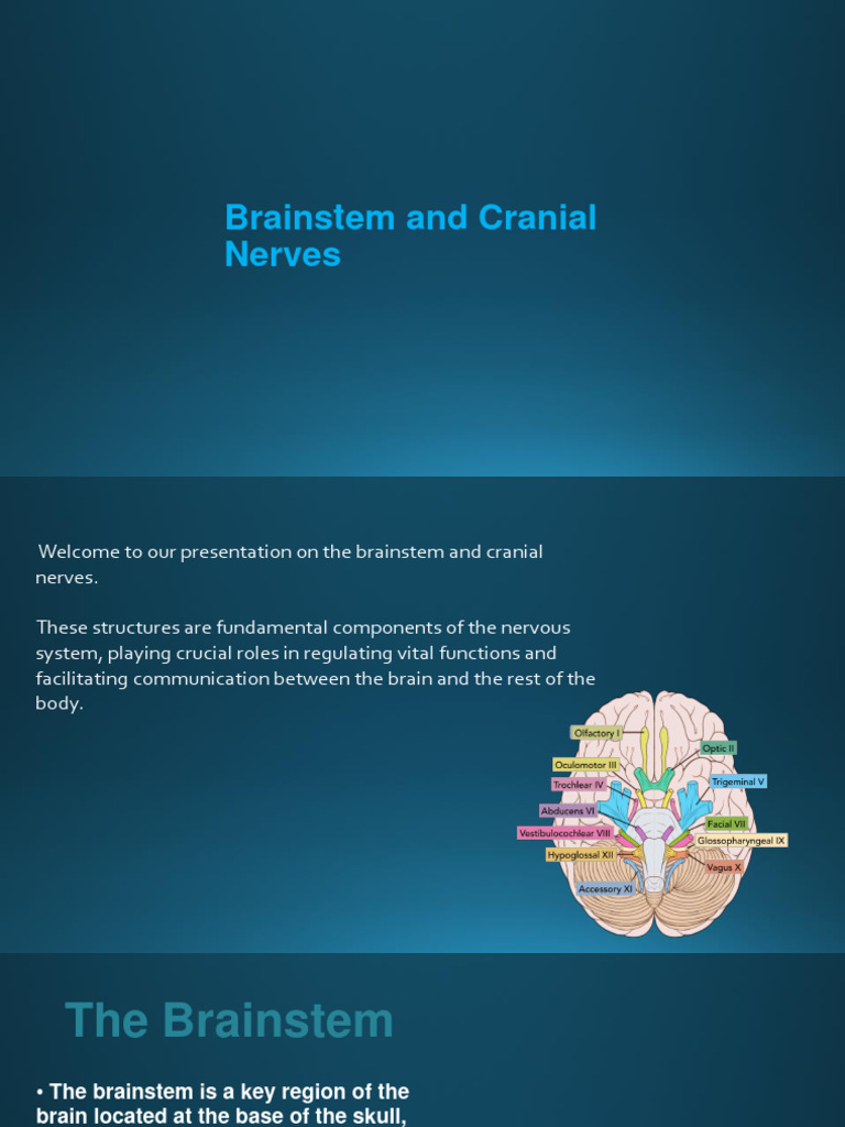 Peer Tutorial - 1 | Download Free PDF | Brainstem | Vertebral Column
