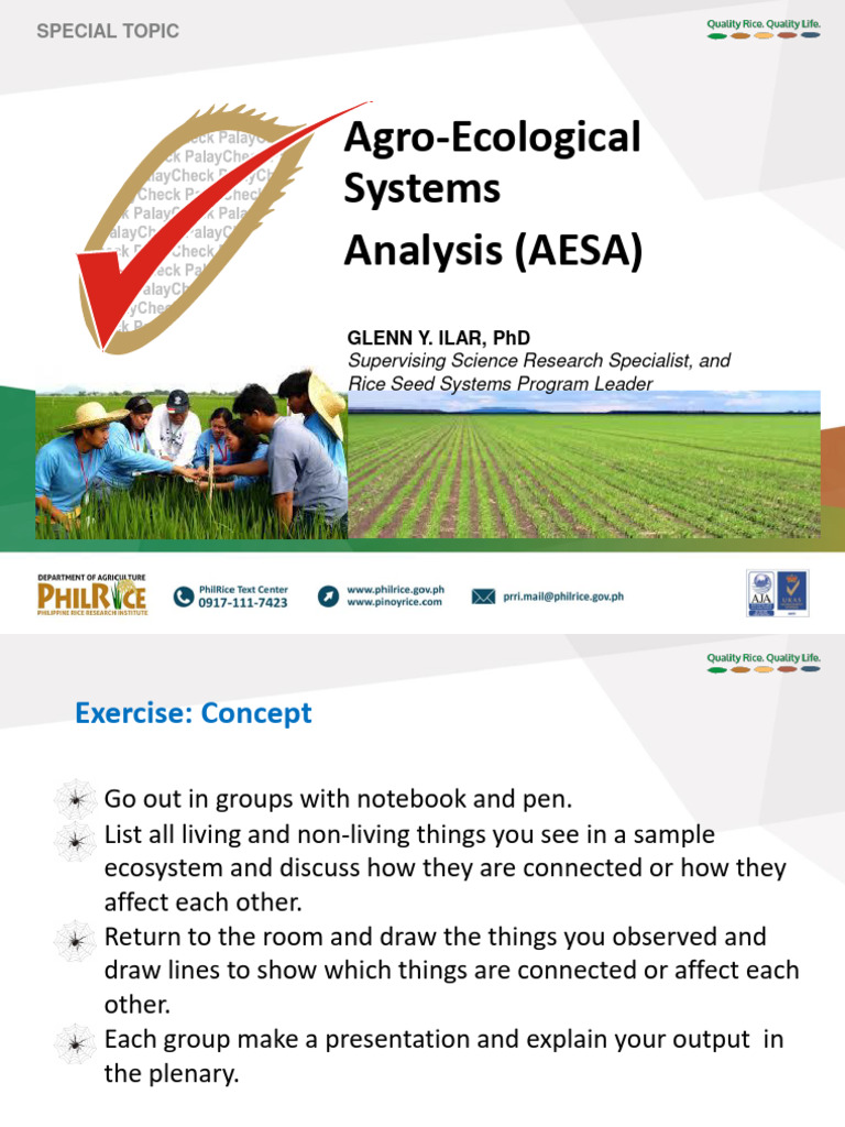 Agro-Ecosystems Analysis AESA | PDF | Rice | Weed