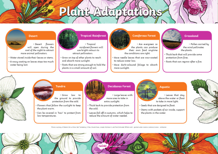 Plant Adaptations Across Ecosystems | PDF | Plants | Flowers