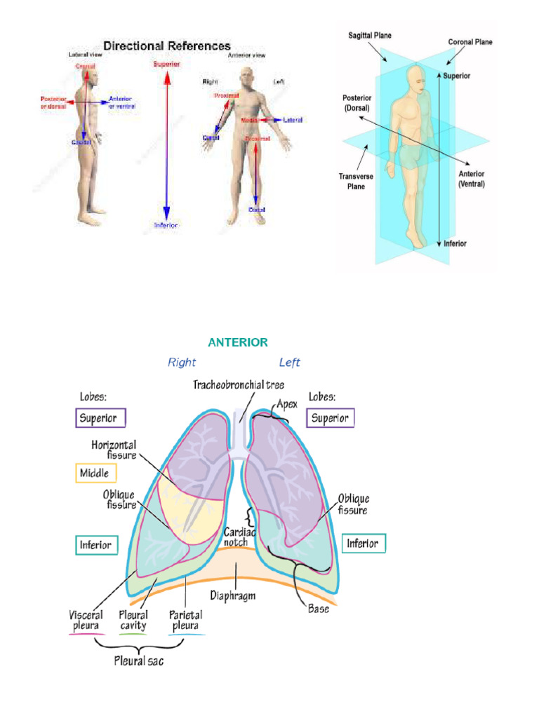 AnaPhy diagrams | PDF