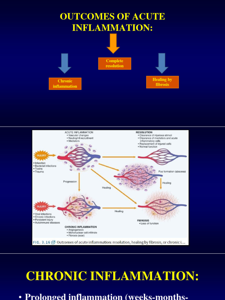 Outcomes of Acute Inflamm and CI | PDF | Inflammation | Macrophage