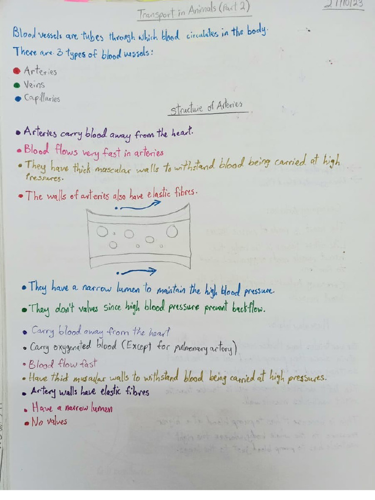 Notes Transport in Animals PT 2 | PDF