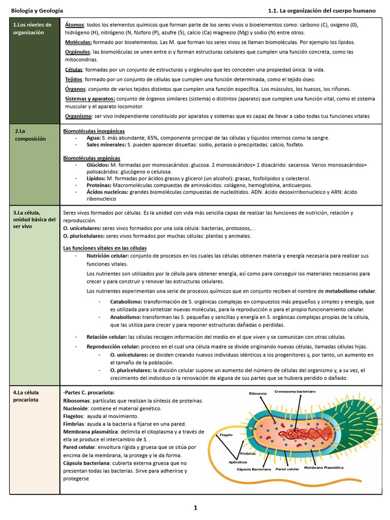 Biología y Geología 3º ESO Tema 1. La célula. | PDF | Biología Celular) | Músculo