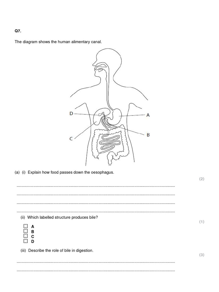 Grade 10 Biology Final Exam Revision Sheet | Download Free PDF | Stoma ...