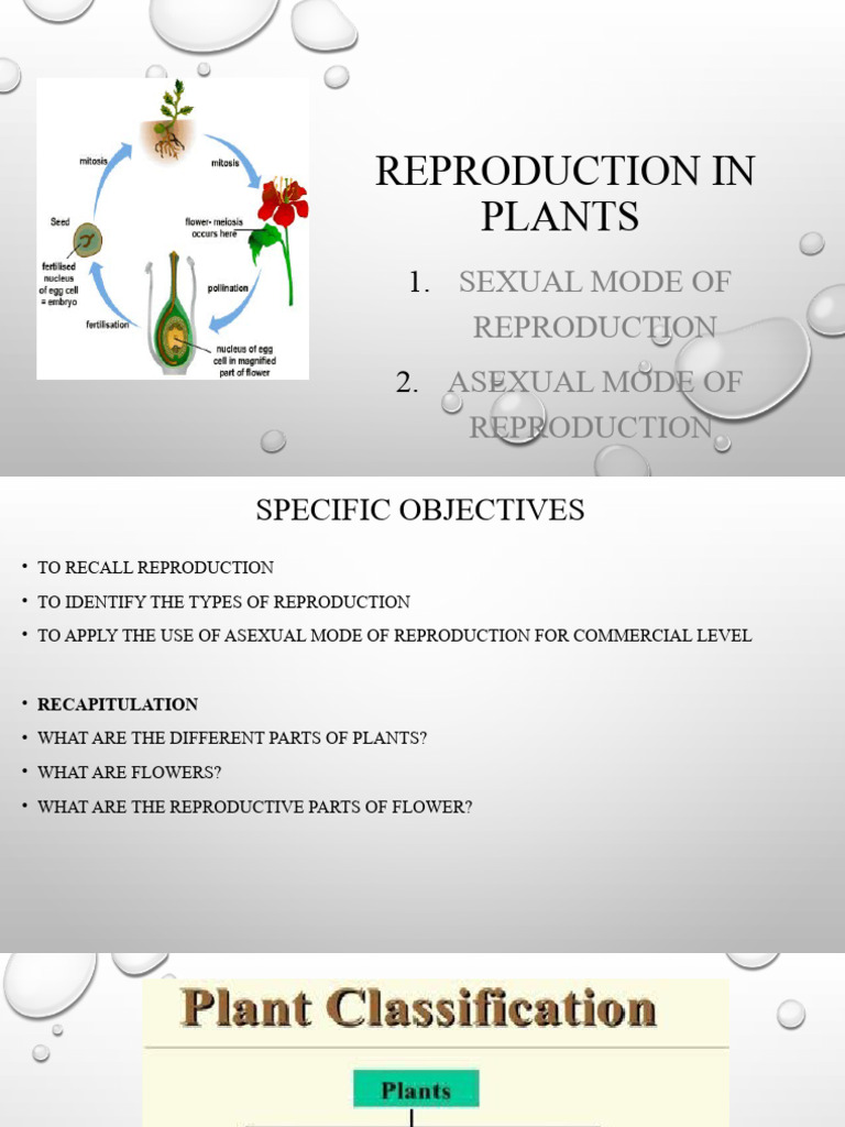 Reproduction in Plants 1 | PDF | Reproduction | Plants