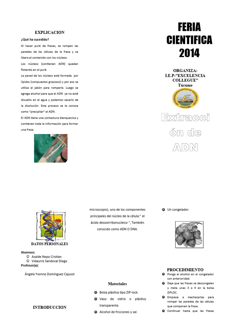 TRIPTICO 6 Extraccion Del ADN | PDF | Adn