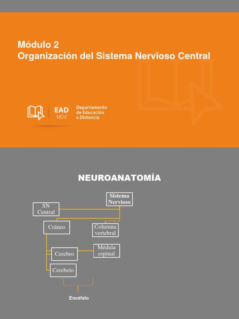 Neuro 2 2.1. Organización Sistema Nervioso Central | Descargar gratis PDF | Cerebro | Sistema ...