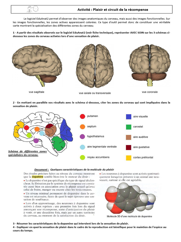 Circuit de la récompense et plaisir cérébral | PDF | Cerveau | Plaisir