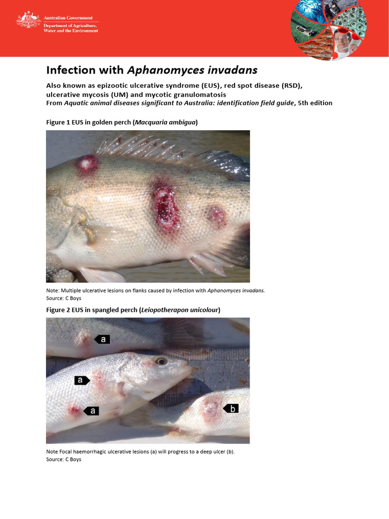 Aphanomyces invadans Infection in Fish | PDF | Infection | Fish