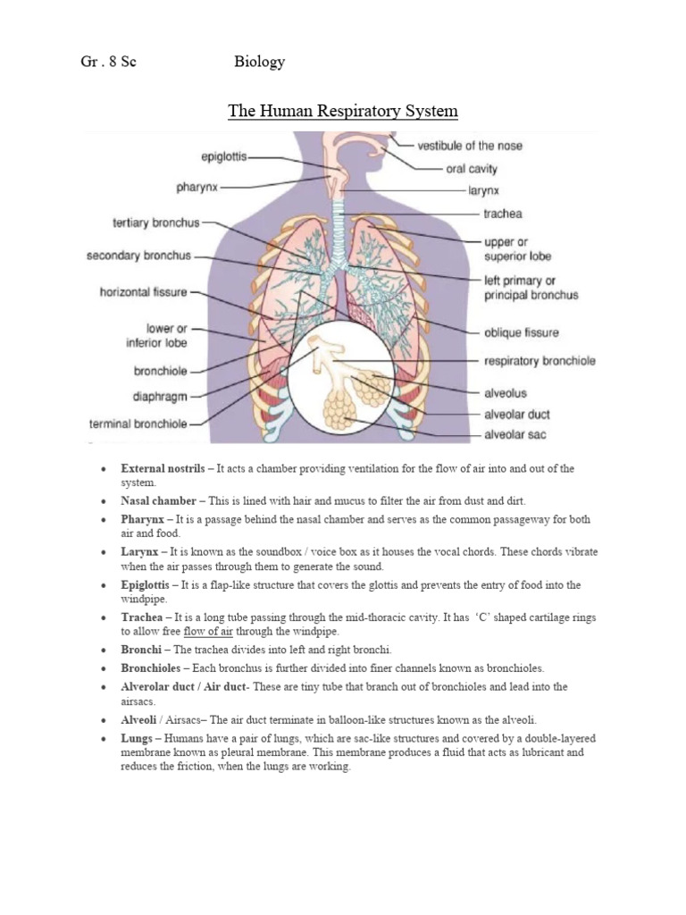 Resp | PDF | Respiratory Tract | Lung