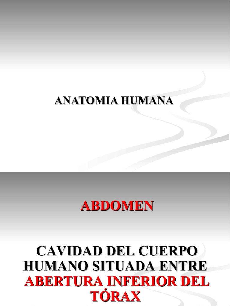 1anatomia Abdomen | PDF | Abdomen | Sistema digestivo humano