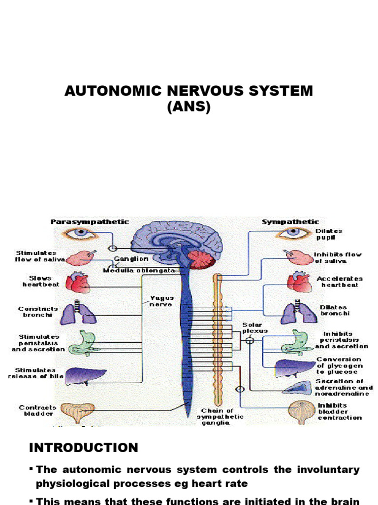 Autonomic Nervous System | Download Free PDF | Autonomic Nervous System | Nerve