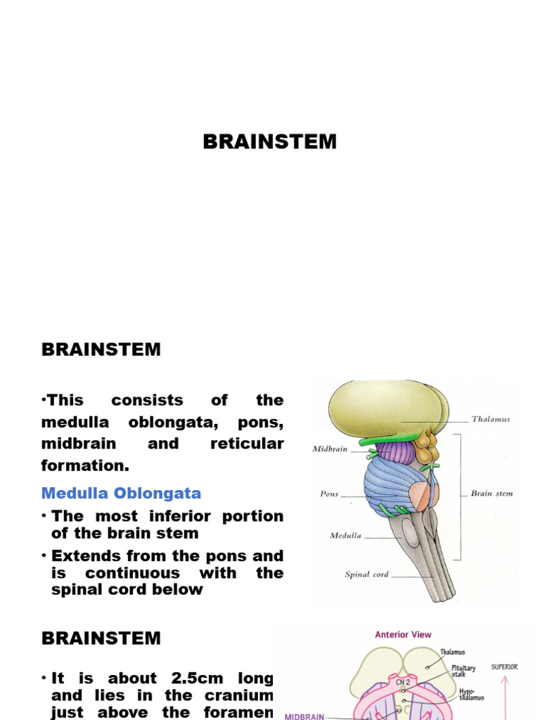 BRAINSTEM | PDF | Brainstem | Thalamus