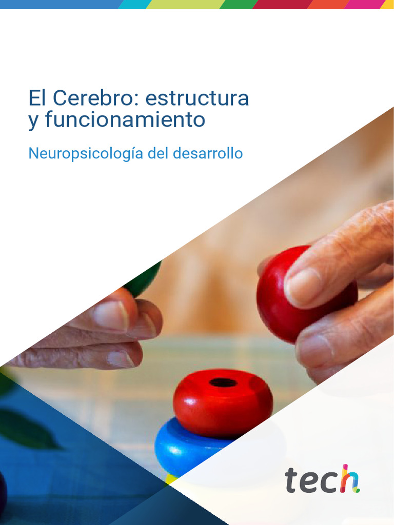 El Cerebro Estructura y Funcionamiento M1T2 | PDF | Cerebro | Neurona