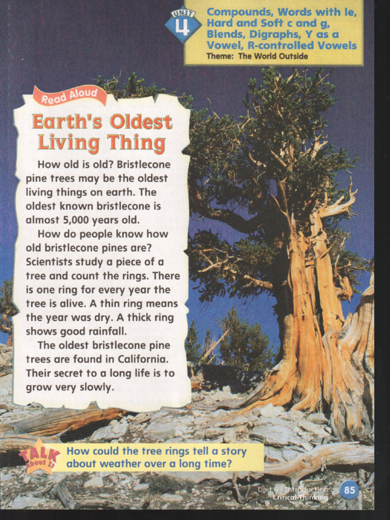 Phonics Level B Unit 4 | PDF