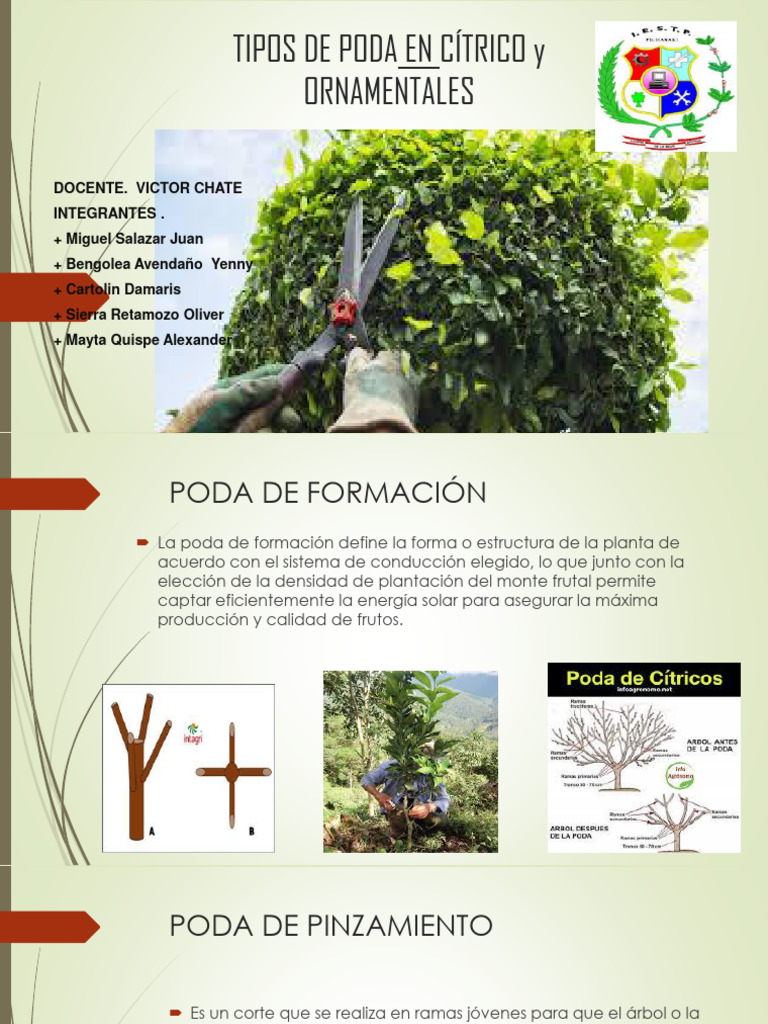 Tipos de Poda en Cítrico y Ornamentales | PDF | Poda | Arboles