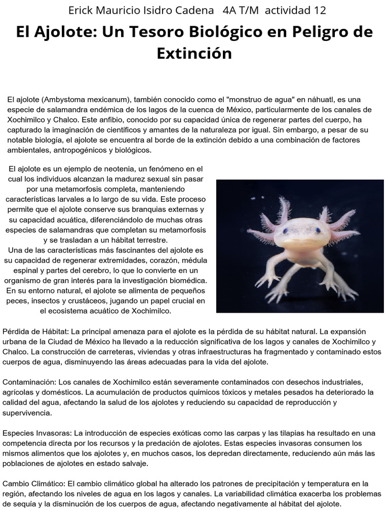 El Ajolote Un Tesoro Biológico en Peligro de Extinción | PDF | Entorno ...