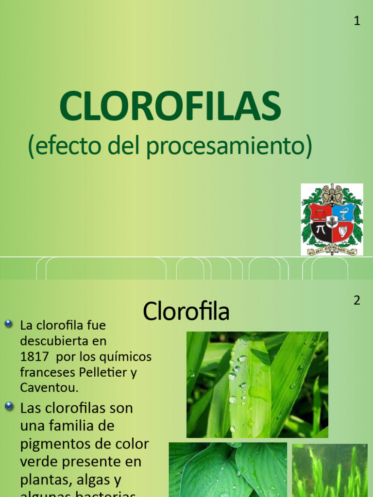 Funciones y beneficios de la clorofila | PDF | Clorofila | Fotosíntesis