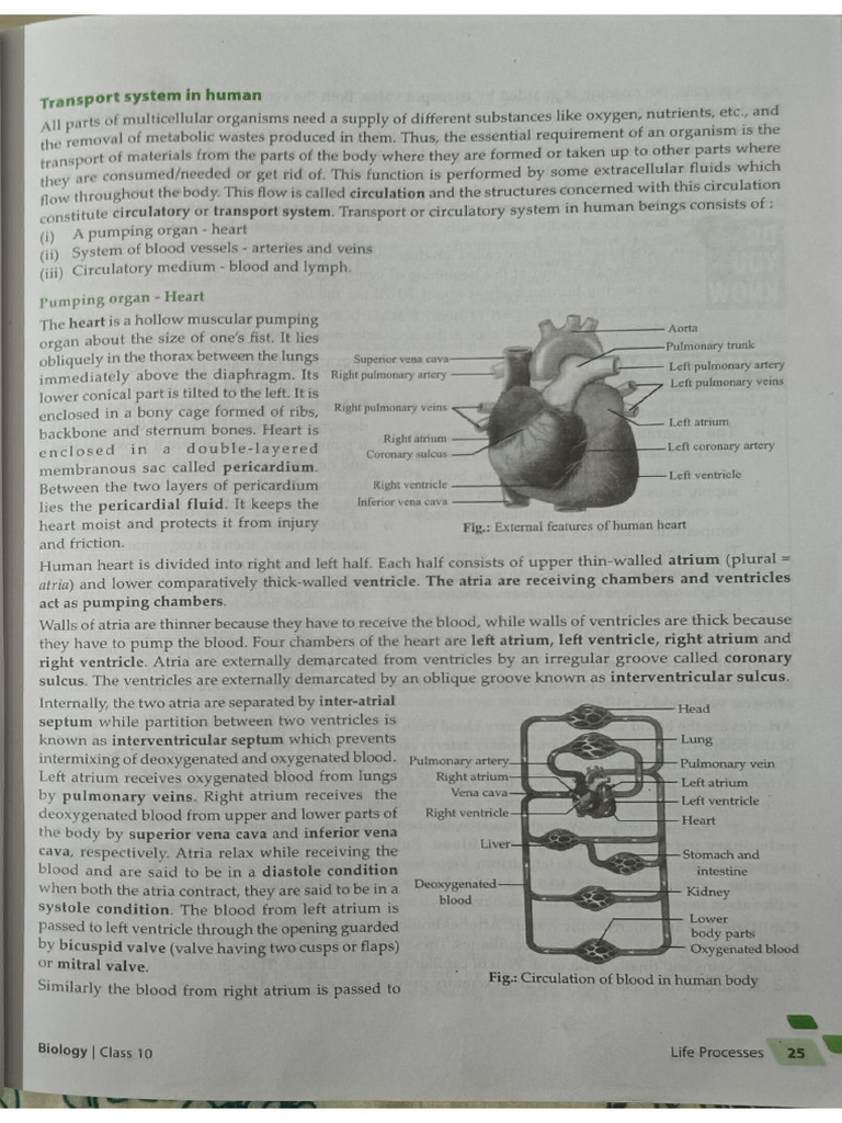 Book 30-May-2024 | PDF | Atrium (Heart) | Ventricle (Heart)