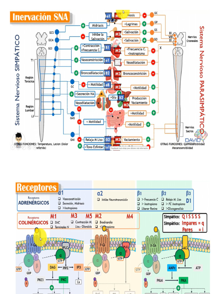 Neuro Farm Acolo Gia | PDF