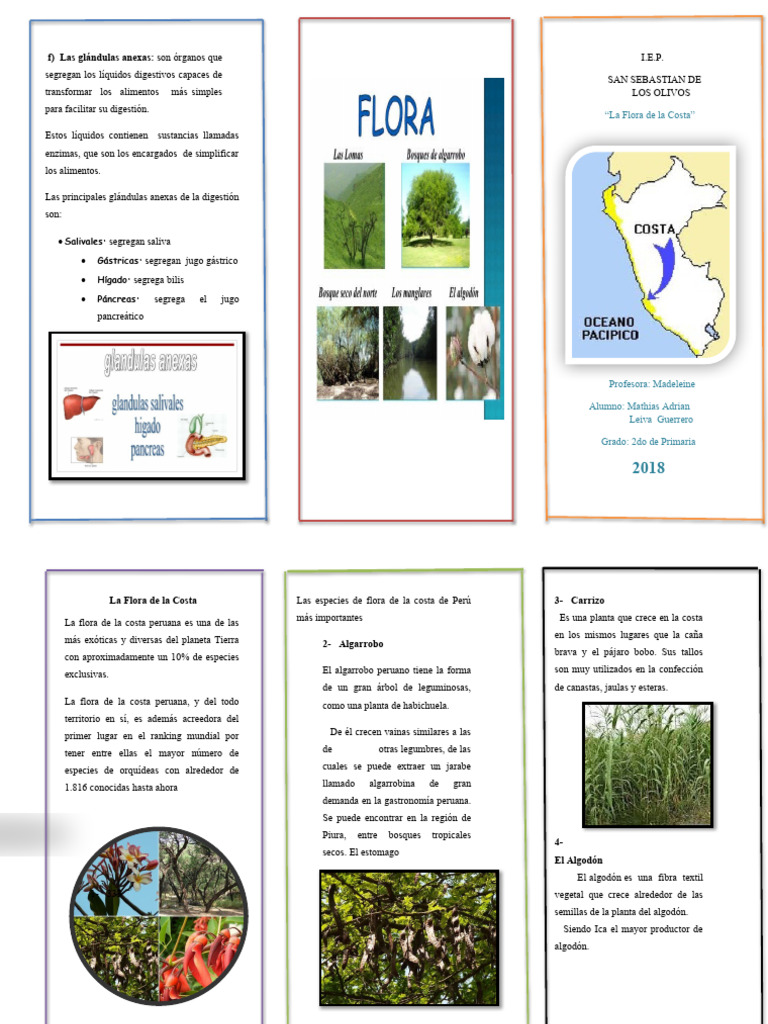 Triptico Mathi 3 | PDF | Digestión | Sistema digestivo