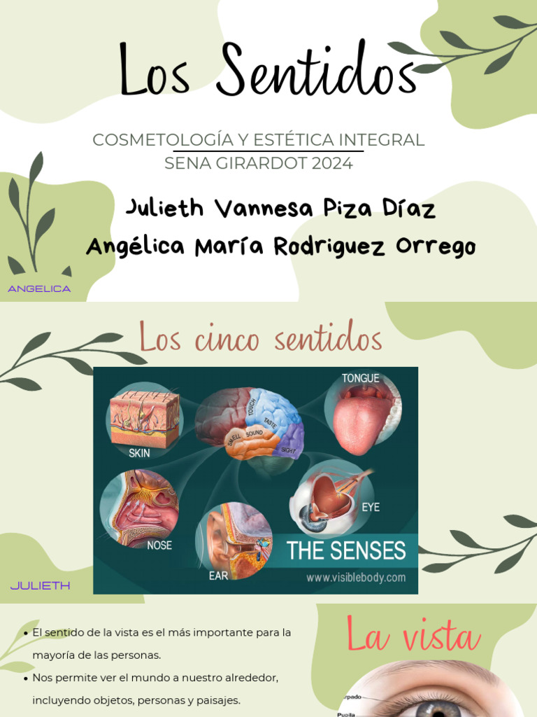 LOS SENTIDOS PRESENTACION | PDF | Oído | Percepción visual
