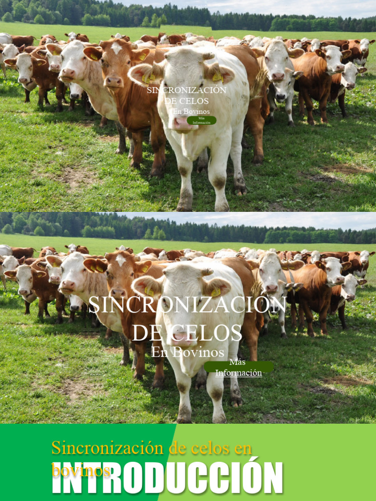 Sincronización de Celos en Bovinos | PDF | Vacas