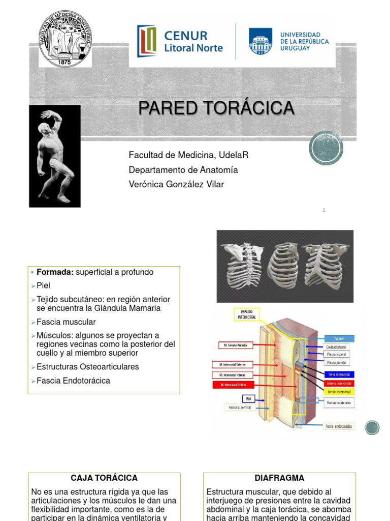 Pared Torácica | PDF | Tórax | Anatomía