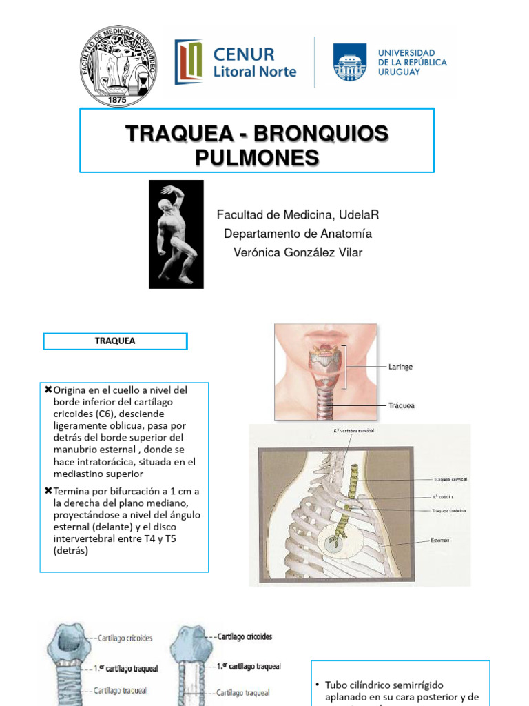 Traquea - Bronquios - Pulmones | PDF | Pulmón | Tórax