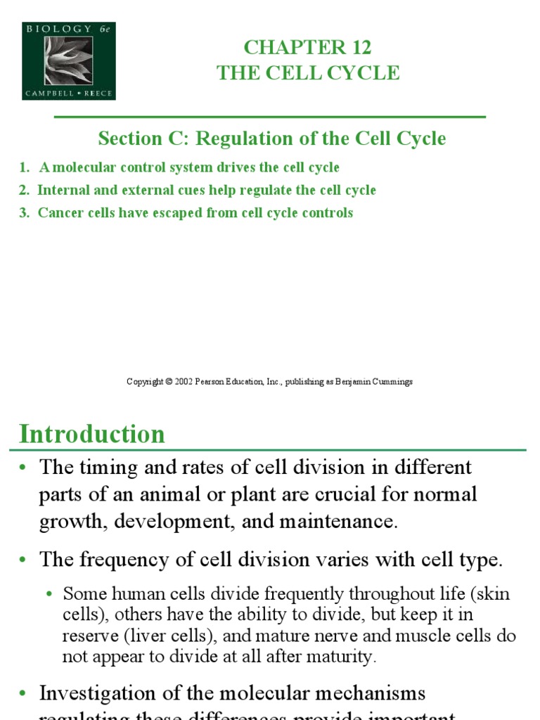 The Cell Cycle Section C: Regulation of The Cell Cycle | PDF | Cell ...