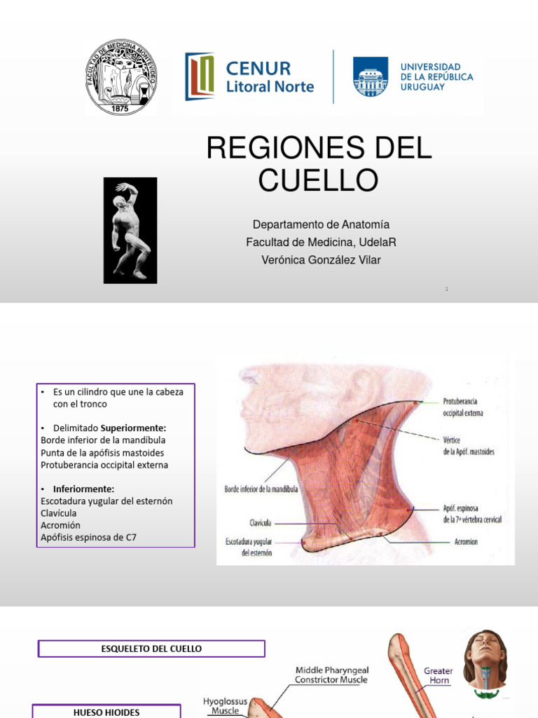 7 Regiones del cuello | Descargar gratis PDF | Arteria carótida común ...