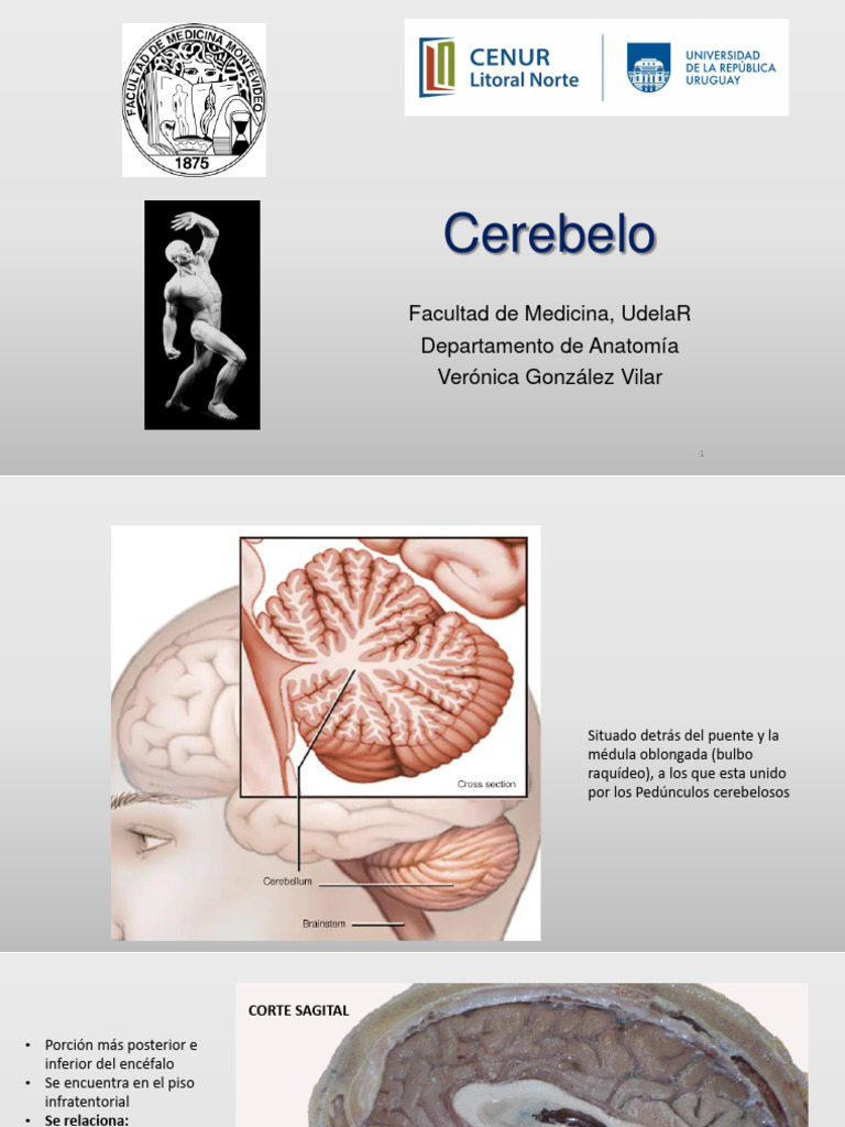 Cerebelo | PDF | Cerebelo | Neuroanatomía