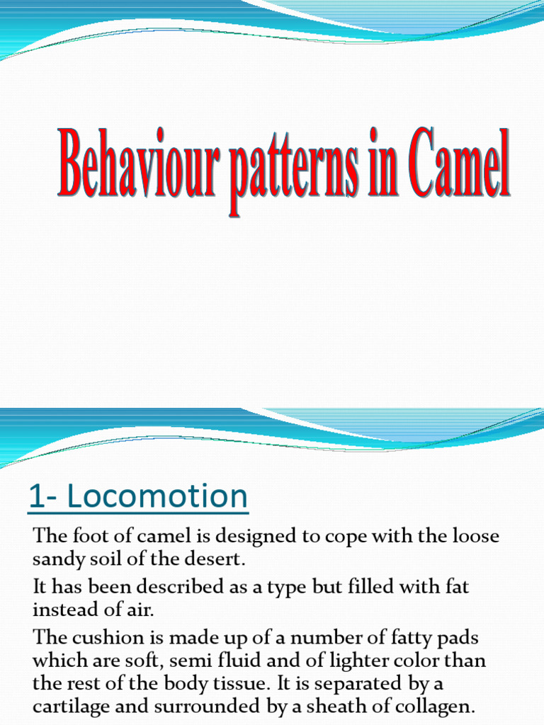 Camel Behaviour | Download Free PDF | Horse Gait | Zoology