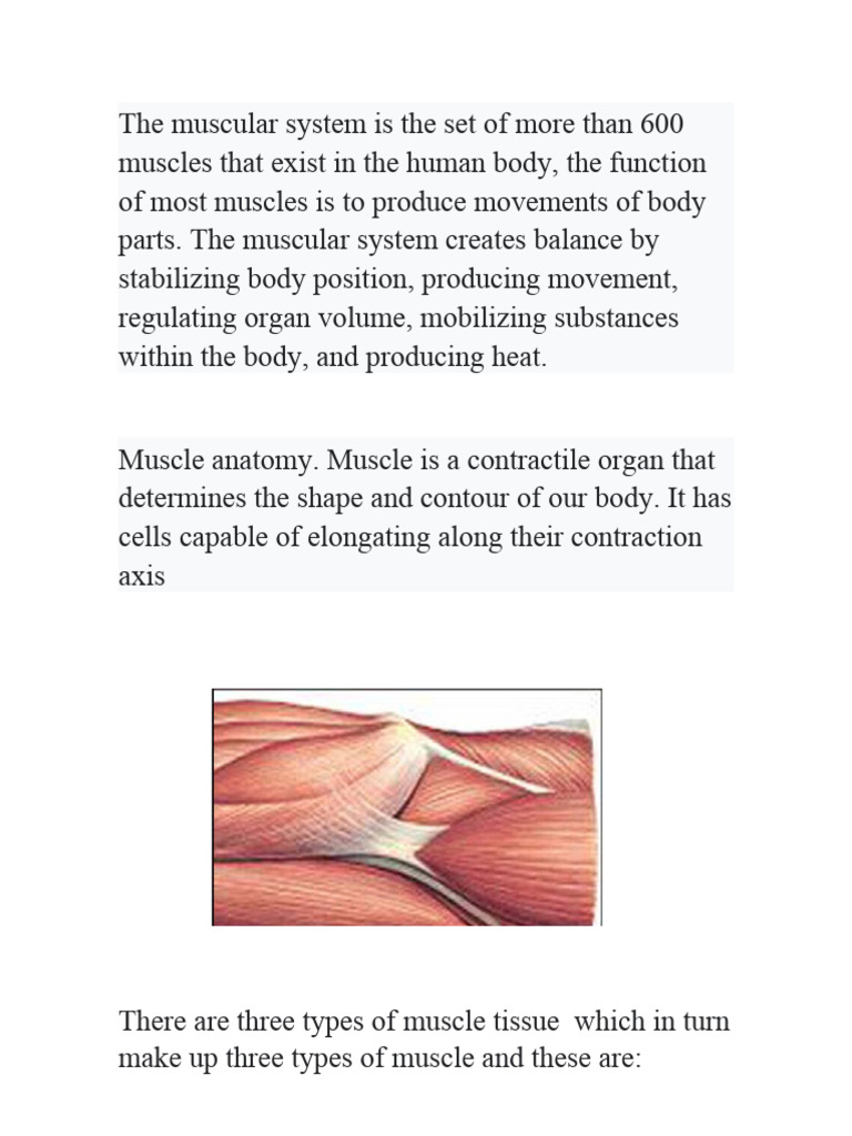 The Muscular System Is The Set of More Than 600 Muscles That Exist in ...