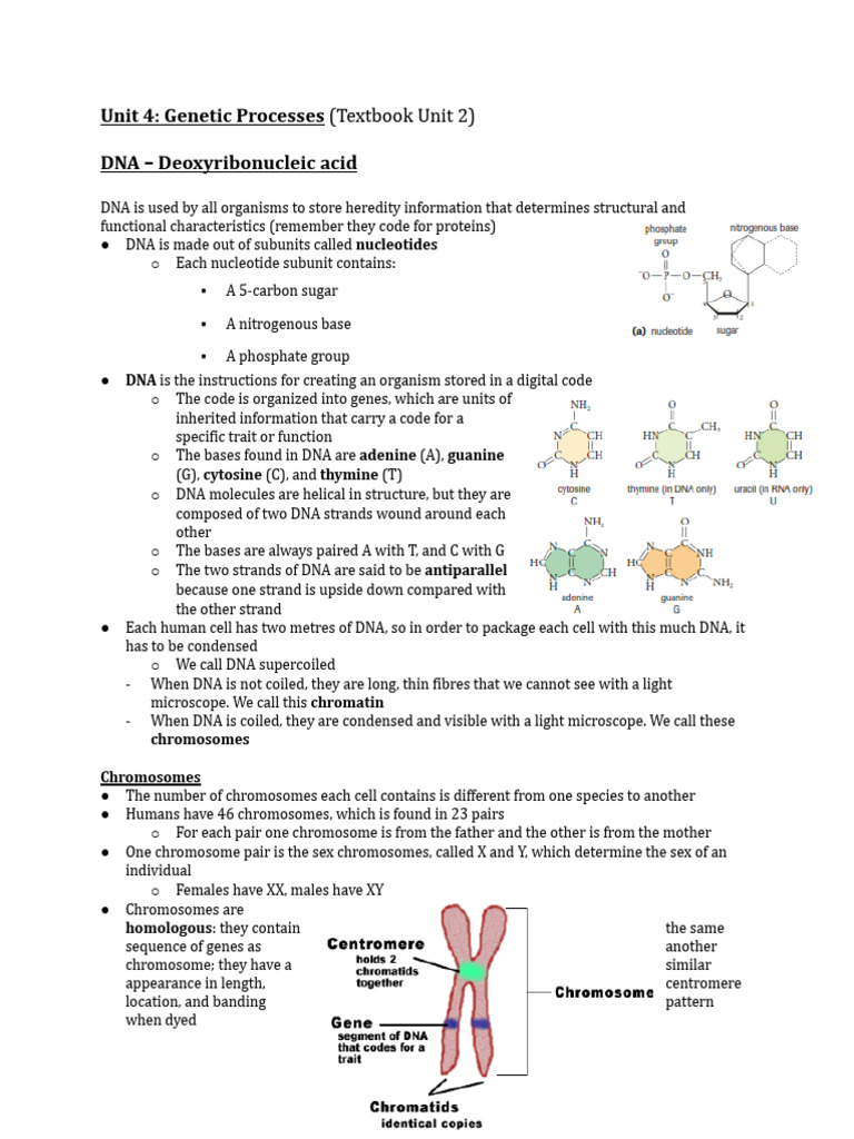 Genetics Part 1 Pdf Meiosis Mitosis
