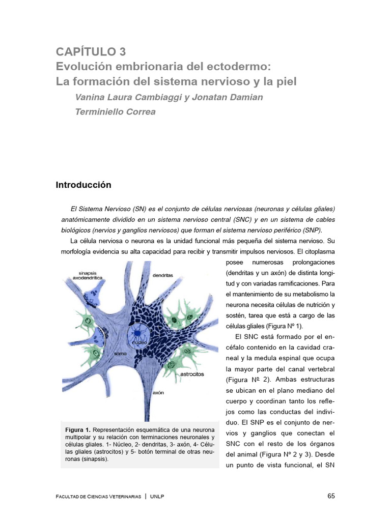Capítulo 3. Desarrollo Del Ectodermo | PDF | Sistema nervioso | Sistema ...