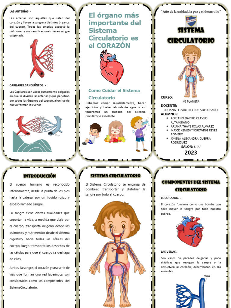 Triptico Del Sistema Circulatorio | PDF | Sistema circulatorio | Artería
