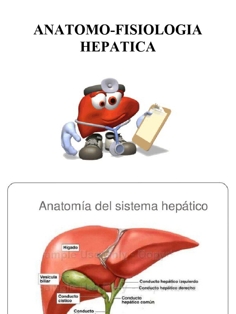 Anatomo-Fisiologia Hepatica | PDF