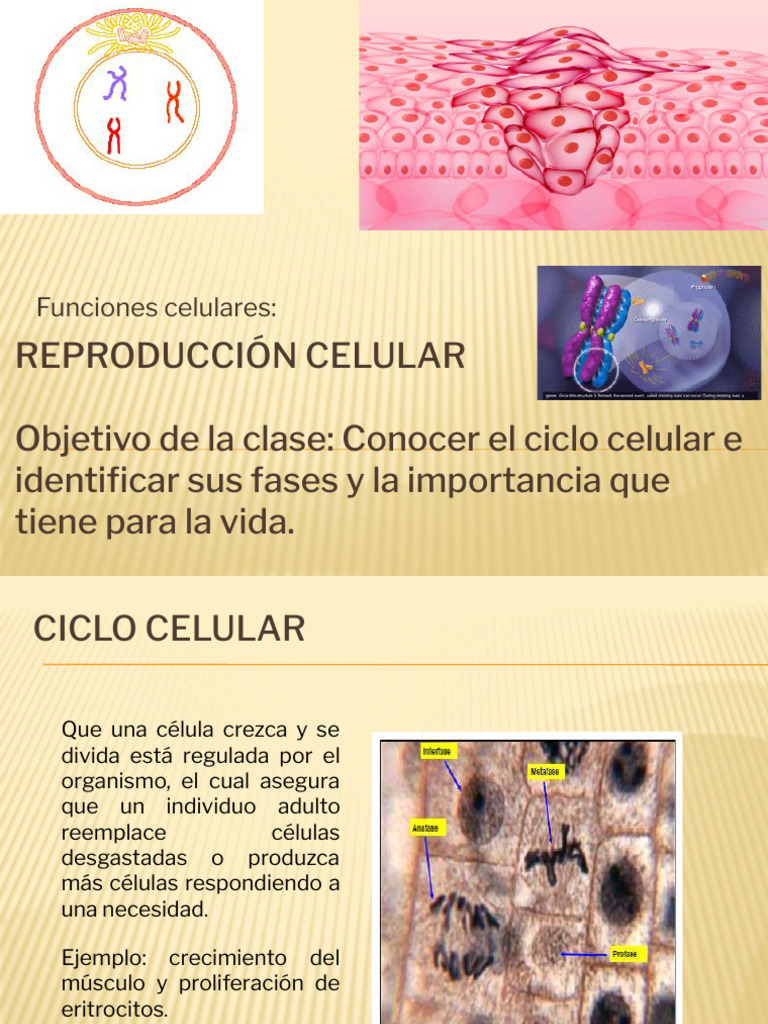 REPRODUCCIÓN CELULAR | Descargar gratis PDF | Mitosis | Cromosoma