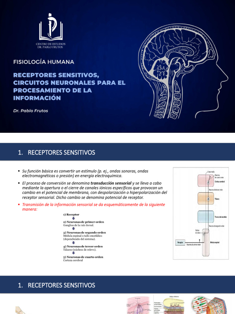 2 - Receptores Sensitivos y Circuitos Neuronales | PDF | Sentidos | Neurociencia